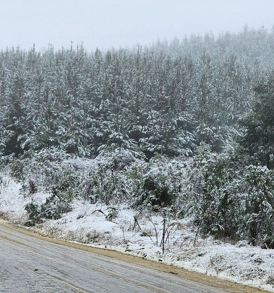 Junee News, Views, Weather & More | The Junee Bulletin