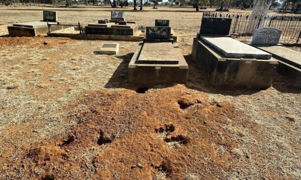 Rabbits burrow through burial grounds as infestation explodes