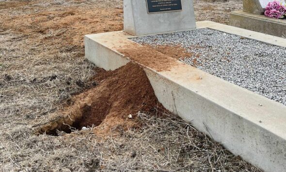 Rabbits burrow through burial grounds as infestation explodes