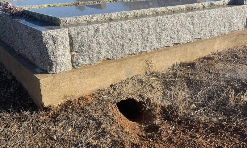 Rabbits burrow through burial grounds as infestation explodes