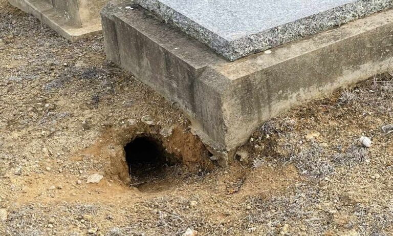 Rabbits burrow through burial grounds as infestation explodes