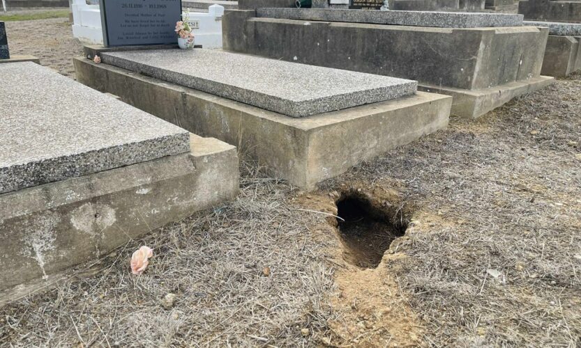 Rabbits burrow through burial grounds as infestation explodes