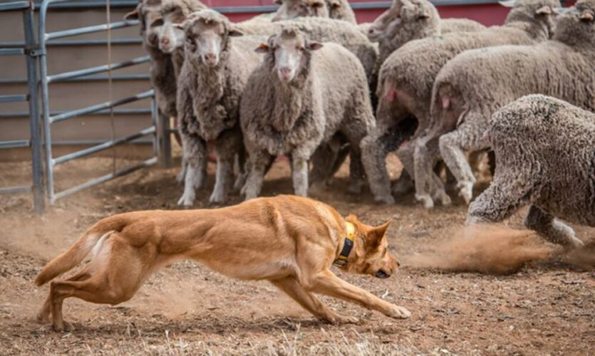 'Lack of Volunteers': Illabo Show as we know it to end