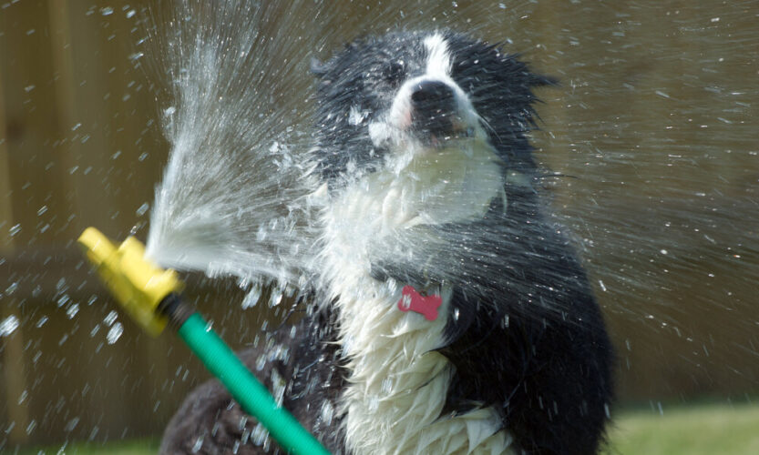 Protecting pets in extreme heat: What every owner needs to know